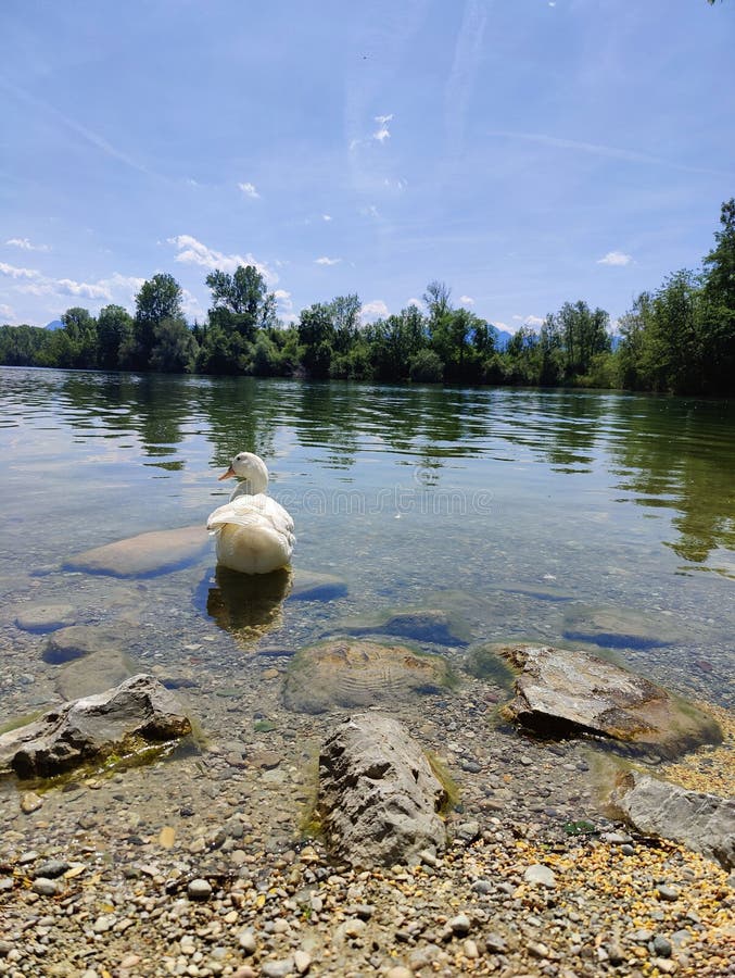 Back View of Adorable White Duck Looking Left on in Lake by the Shore ...
