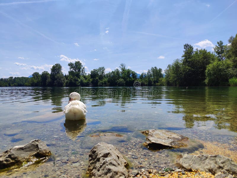 Back View of Adorable White Duck Sleeping on in Lake by the Shore Stock ...
