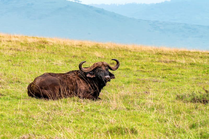 Back View of African Buffalo in Savannah Stock Image - Image of kenya ...