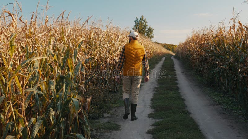 Back View of an Agronomist Guy Walking on a Dirt Road between Dry Corn ...