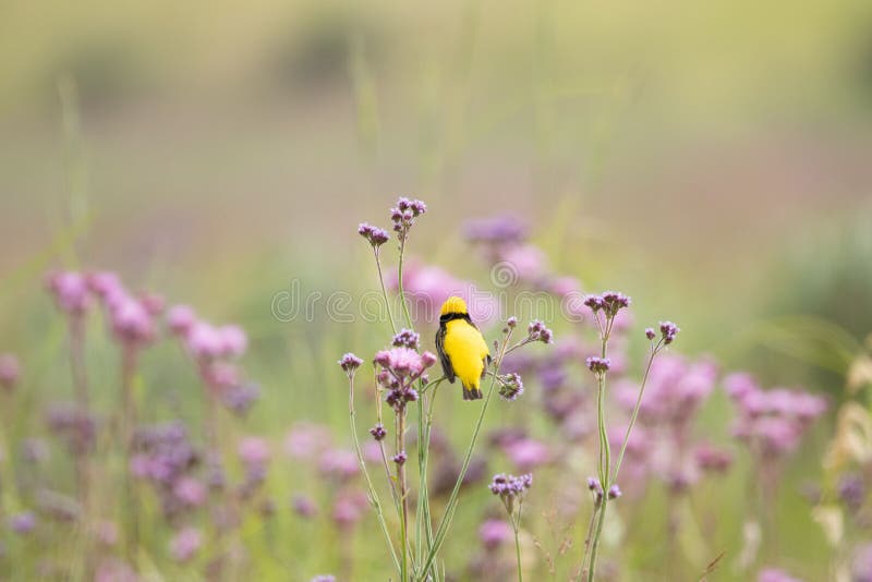 Back View of American Goldfinch Perching on Plant Stem Stock Image ...