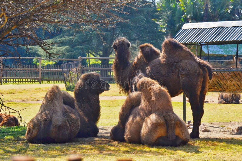 Back View of the Bactrian Camels in the Zoo (Camelus Bactrianus) Stock ...