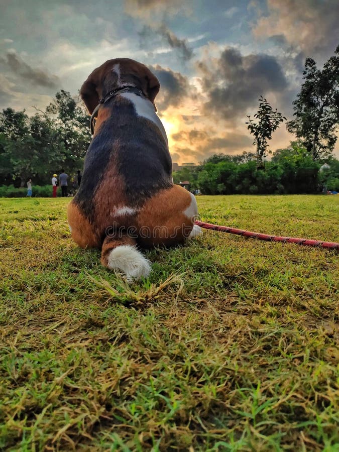 Back View of Beagle Dog Sitting on the Grass Stock Image - Image of ...