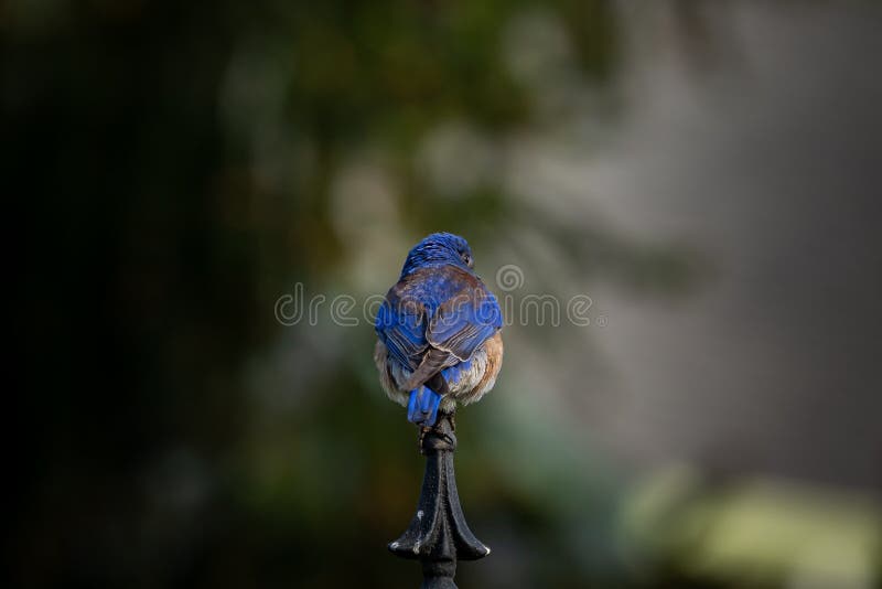 Back View of a Beautiful Blue Bird Stock Image - Image of wing, bird ...