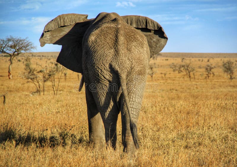Back View of a Beautiful Elephant in a Field with Dry Grass Stock Image ...