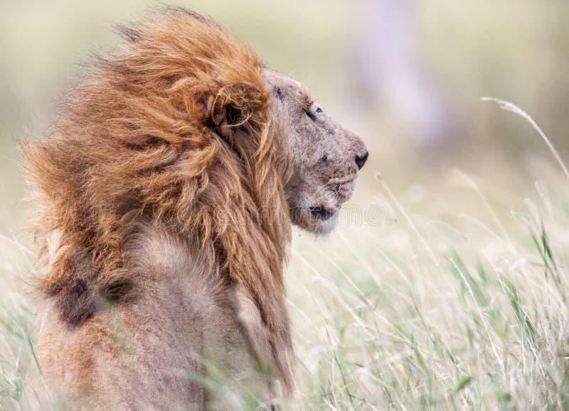 Back View of a Beautiful Lion in the Wilderness Stock Photo - Image of ...