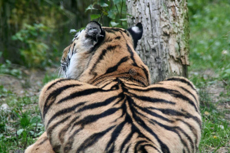 Back View of a Beautiful Striped Tiger on a Field Stock Photo - Image ...
