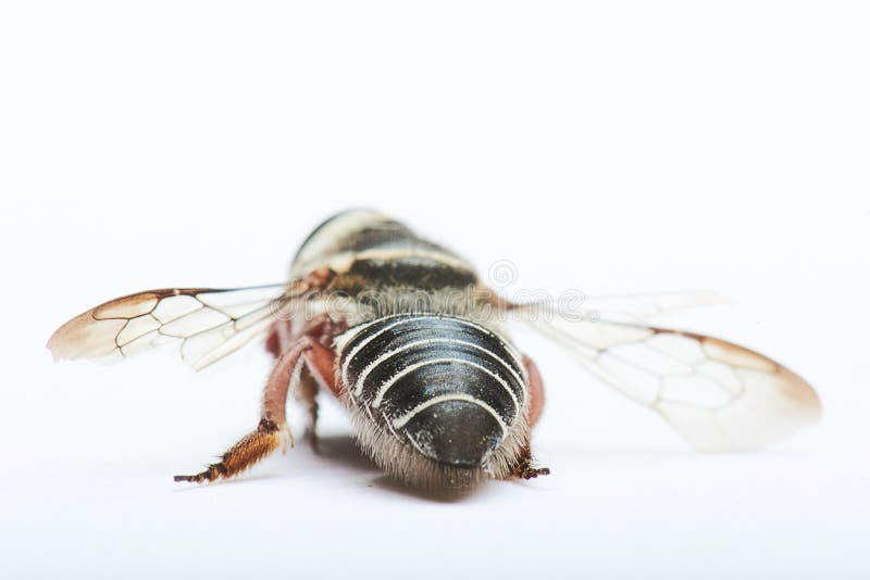 Back view of pc screen stock photo. Image of desktop - 128453698