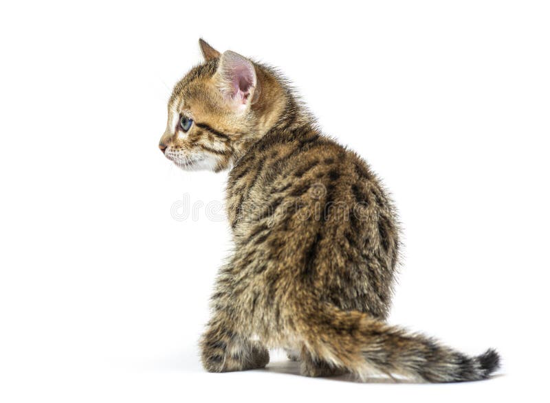 Back View of a Bengal Cat Kitten Looking Back, Six Weeks Old Stock ...