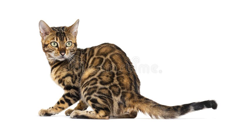 Back View of a Bengal Cat Sitting and Looking Back, Isolated on White ...
