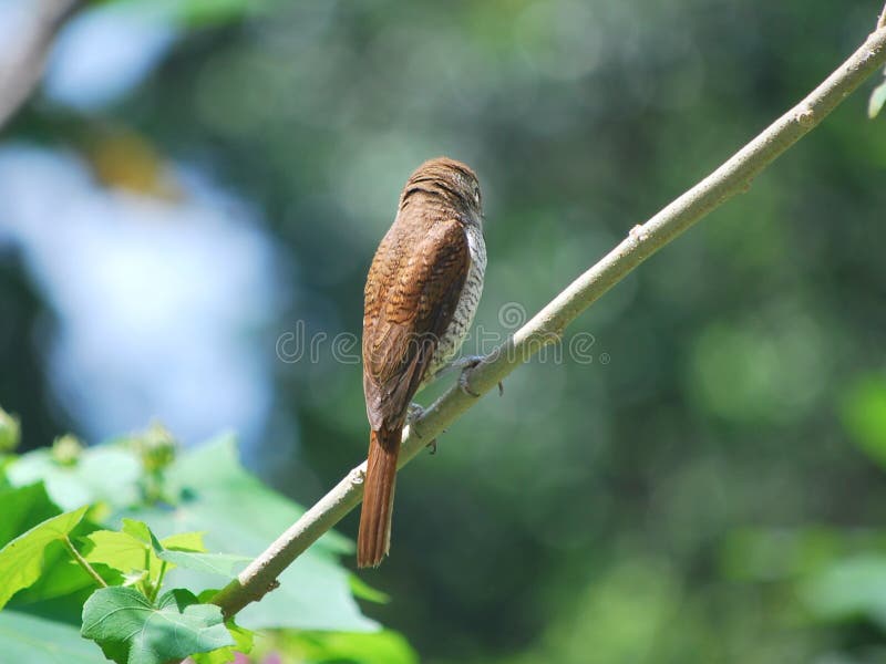 Back view of a bird stock photo. Image of aviary, back - 13232292