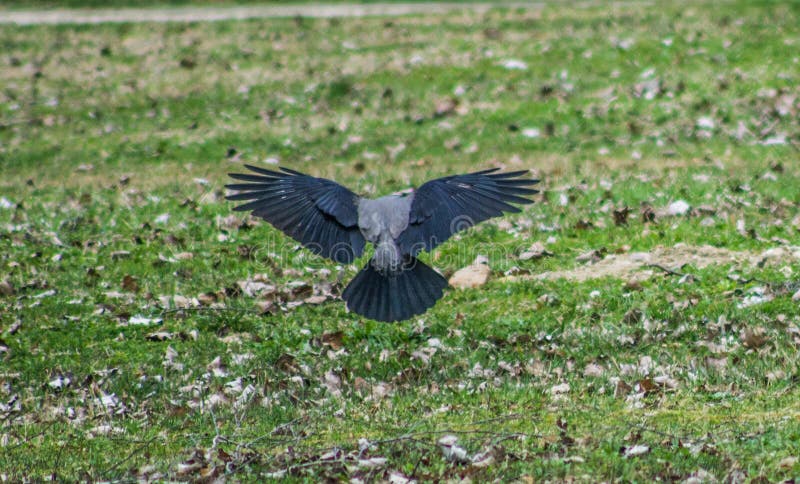 Back View of a Black Crow Flying Over the Field Stock Image - Image of ...