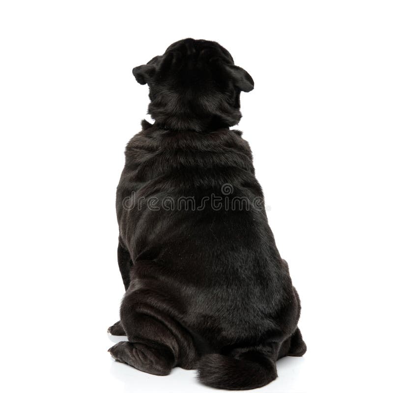 177 Pug Back View Stock Photos - Free & Royalty-Free Stock Photos from ...
