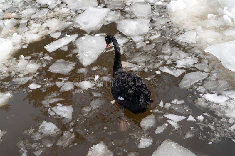 Back View of Black Swan Swimming in Pool in Chunks of Ice Stock Photo ...