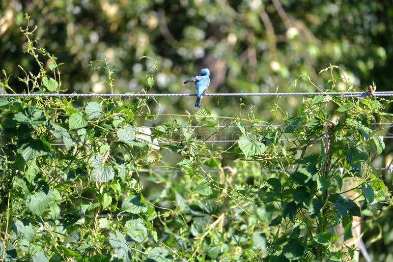 1,296 Single Bird Wire Stock Photos - Free & Royalty-Free Stock Photos ...