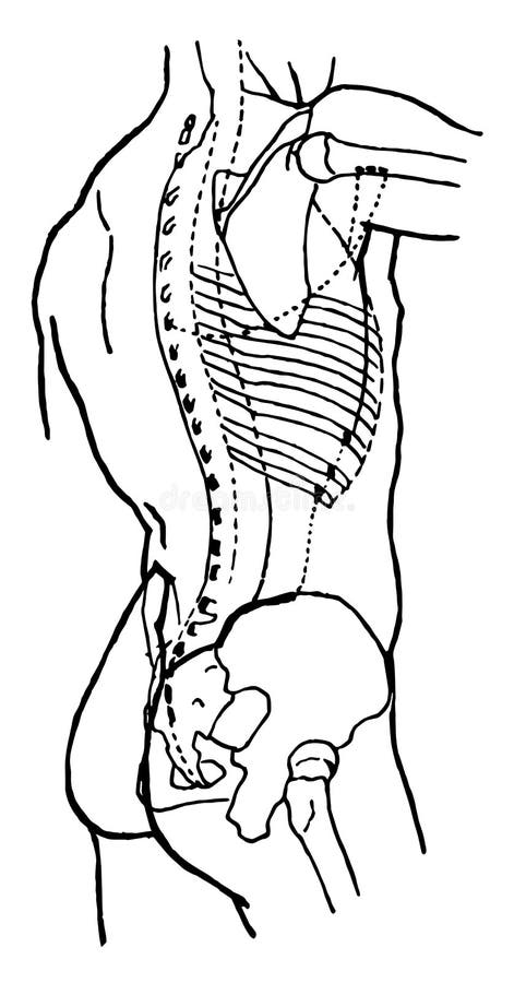 Back View of the Bones of the Trunk, Vintage Illustration Stock Vector ...