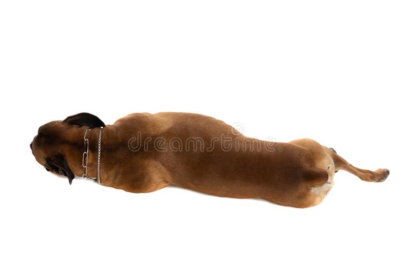 Back View of Boxer Dog with Collar Rolling and Laying Down Stock Image ...