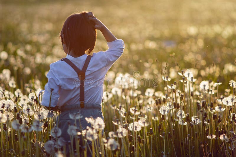 Back View Boy Child in Stand on a Field with White Dandelions at Sunset ...