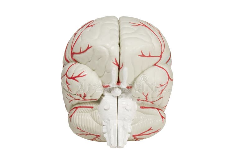 Back View Brain Model Isolated Stock Image - Image of thinking, stem ...