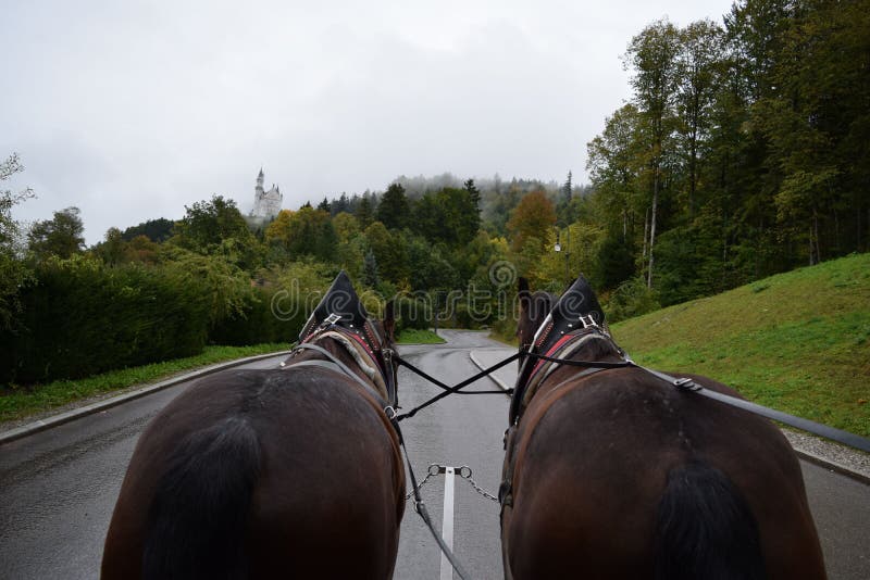 Back View of Brown Horses Walking on the Road Stock Photo - Image of ...