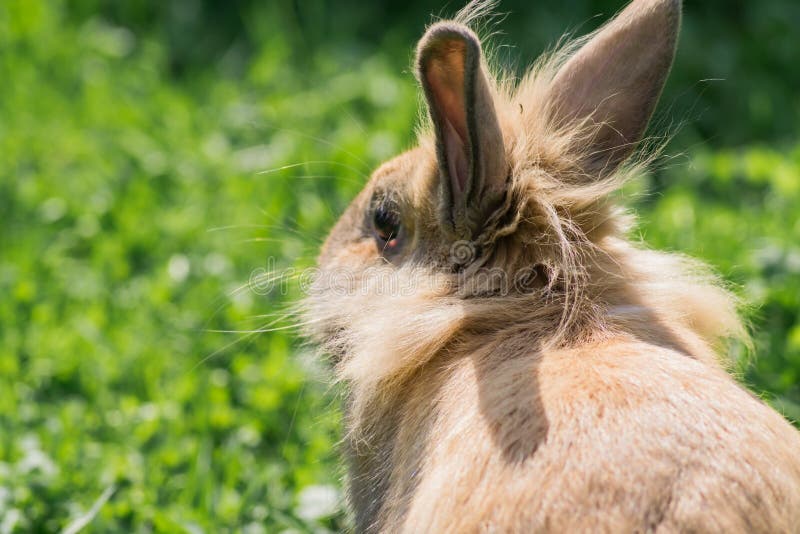 Back View Of A Cute Brown Little Rabbit Stock Photo - Image of whiskers ...