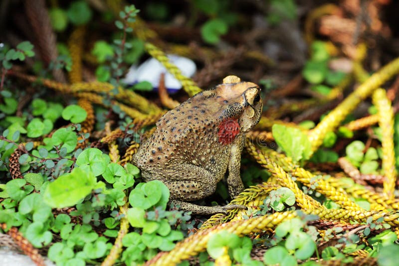 Gland Parotid Stock Photos - Free & Royalty-Free Stock Photos from ...