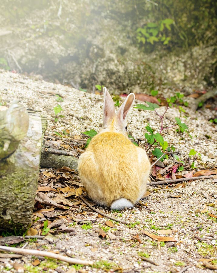 2,145 Back Rabbit Stock Photos - Free & Royalty-Free Stock Photos from ...