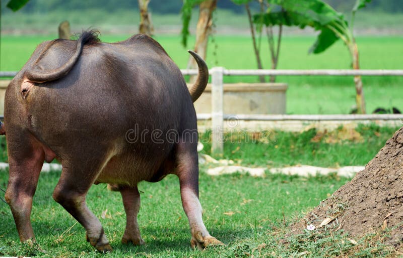 Back View of Buffalo in the Farm Stock Photo - Image of mammal, motion ...