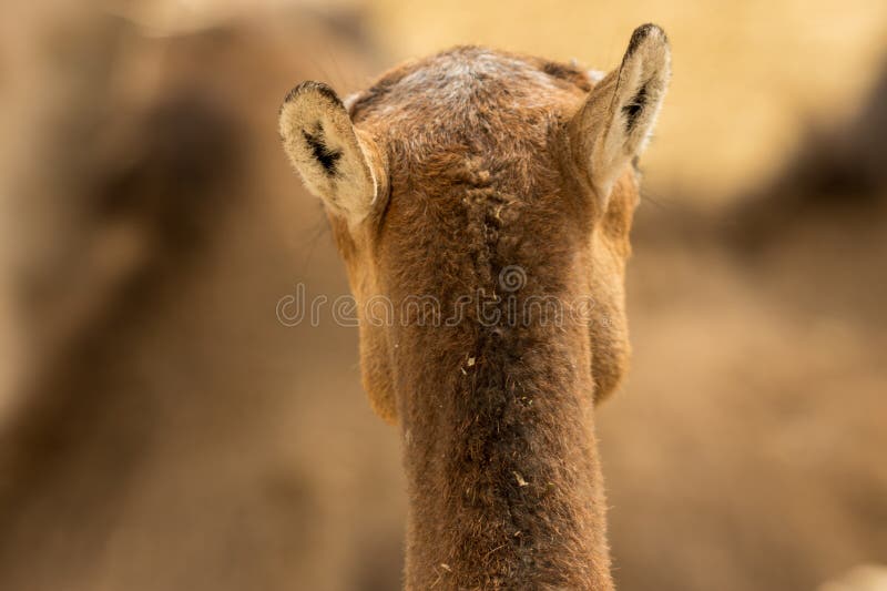 Back View of a Camelâ€™s Head with Detailed Fur and Ossicones Stock ...