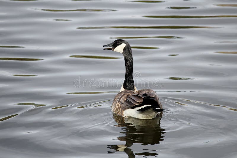 Back View of Jeans that are Covered in Mud Stock Image - Image of ...