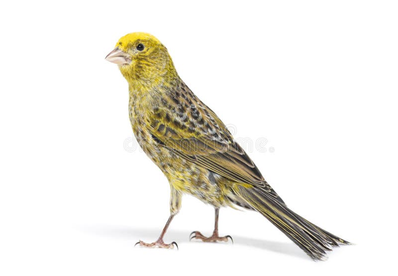 Back View of a Canary - Colored LIZZARD - Standing, Isolated on White ...