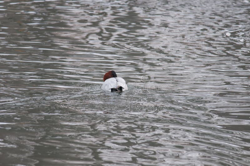 Back View of Canvasback Swimming in Gray Water Stock Photo - Image of ...