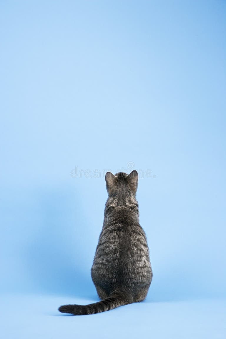 4,939 Cat Back View Stock Photos - Free & Royalty-Free Stock Photos ...