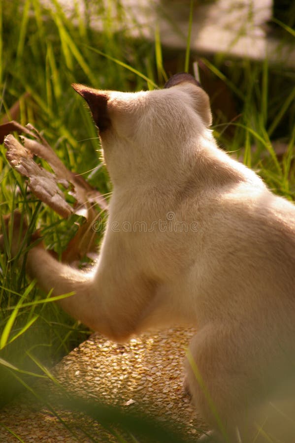 The Back View of a Cat Playing with Dry Leaves Stock Image - Image of ...