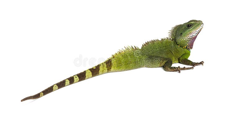 Back View of a Chinese Water Dragon Looking Back at the Camera ...