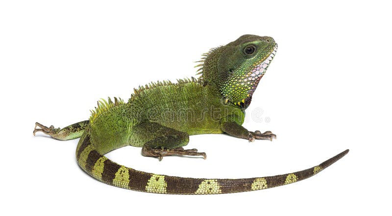 Back View of a Chinese Water Dragon Looking Back at the Camera ...