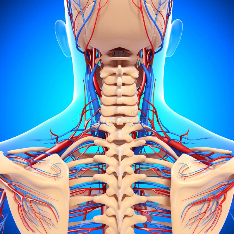 Back View of Circulatory System of Human Head Stock Illustration ...