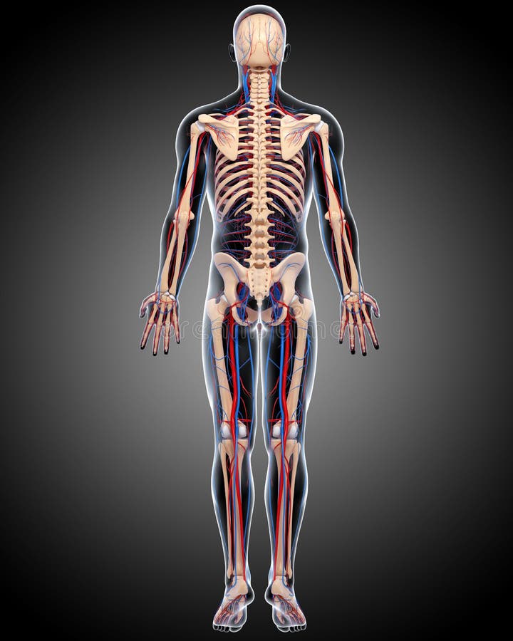 Male body with joint pain stock illustration. Illustration of bones ...