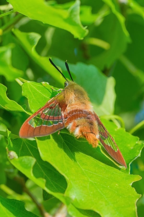 Back View of Clearwing Moth Stock Photo - Image of bombycoidea ...