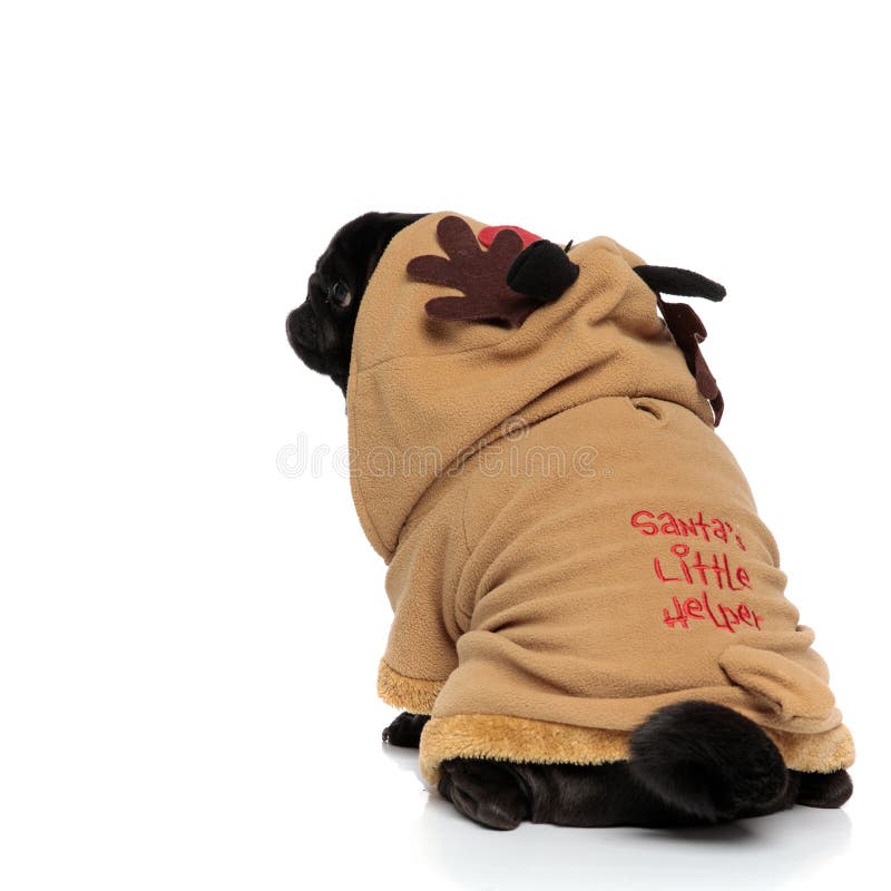 Back View of a Concerned Pug Curiously Looking Sideways Stock Photo ...
