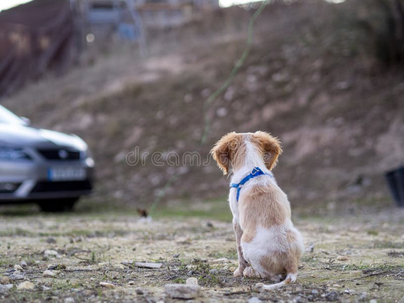 Back View of a Cute Brittany Puppy in a Park Stock Image - Image of ...