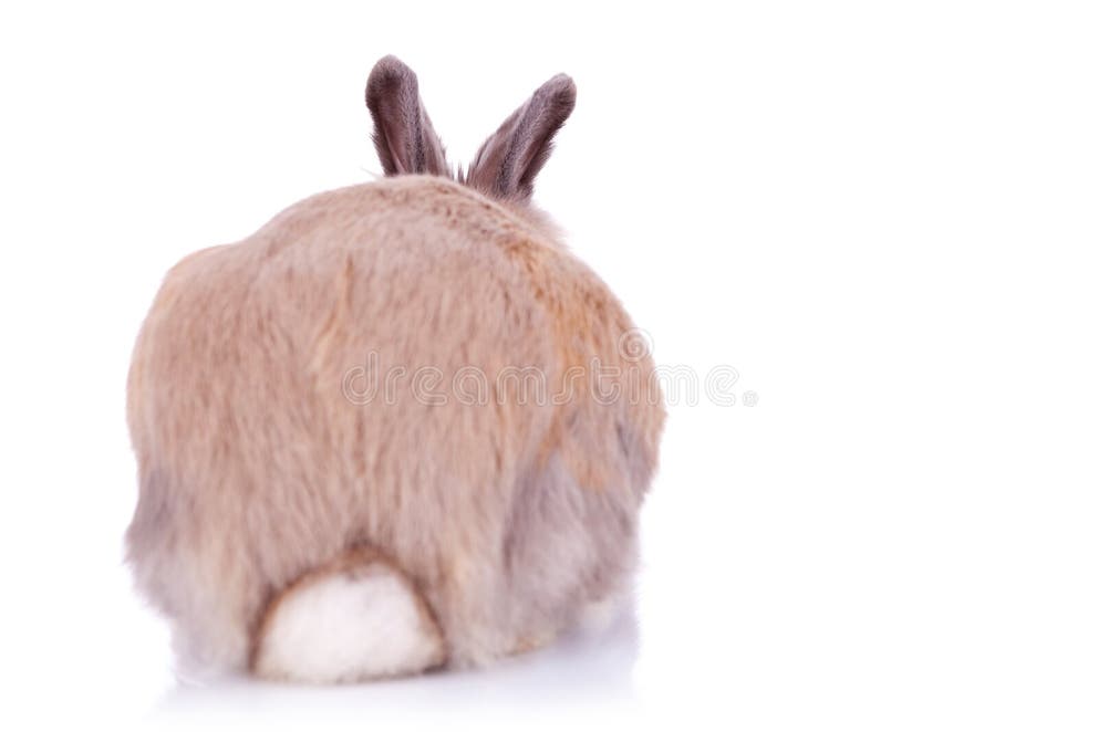 Back View of a Cute Brown Little Rabbit Stock Photo - Image of whiskers ...