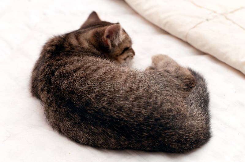 Cute Brown Tabby Cat Curled Up into a Ball and Napping on White Blanket ...