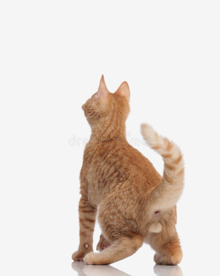 Back View of Cute Orange Tabby Cat Being Curious while Sitting Stock ...