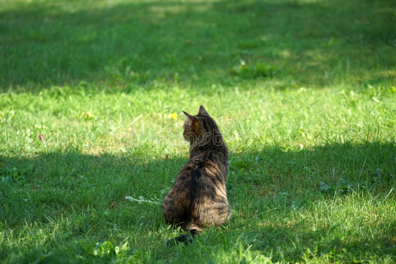 Back View of a Cute Tabby Cat Sitting in a Field Stock Photo - Image of ...