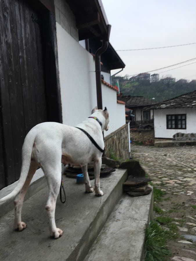 Back View of a Dog in the Garden Stock Image - Image of outdoor ...