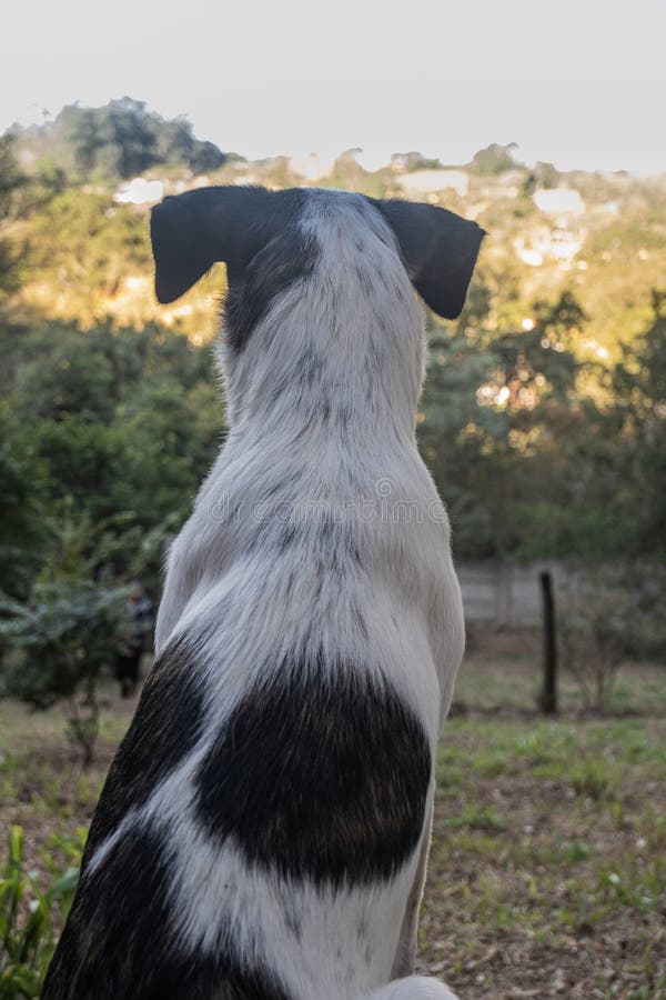 Back View Dog Looking at the Sunset Stock Image - Image of farm, back ...