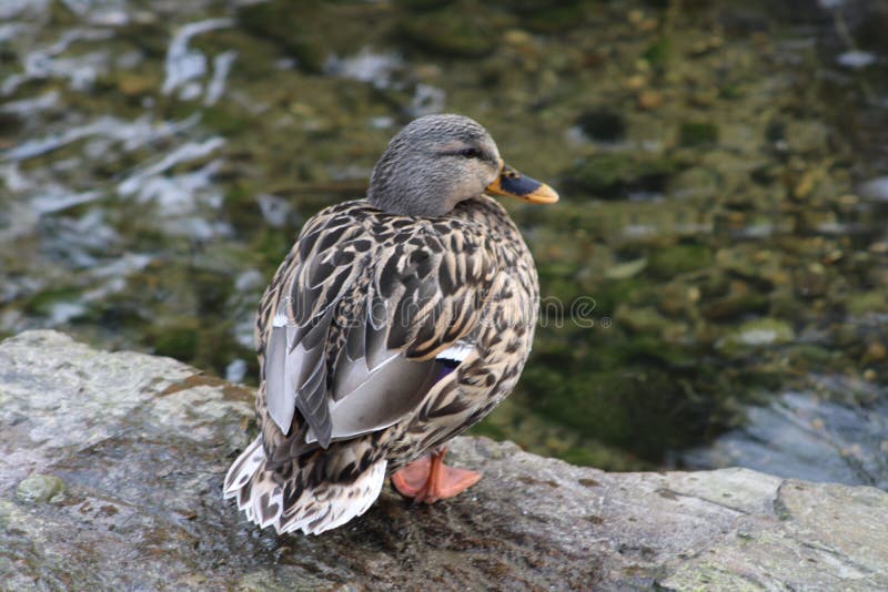 960 Back Duck View Stock Photos - Free & Royalty-Free Stock Photos from ...