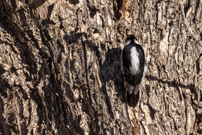 Back View of a Downey Woodpecker on Tree Bark Stock Image - Image of ...