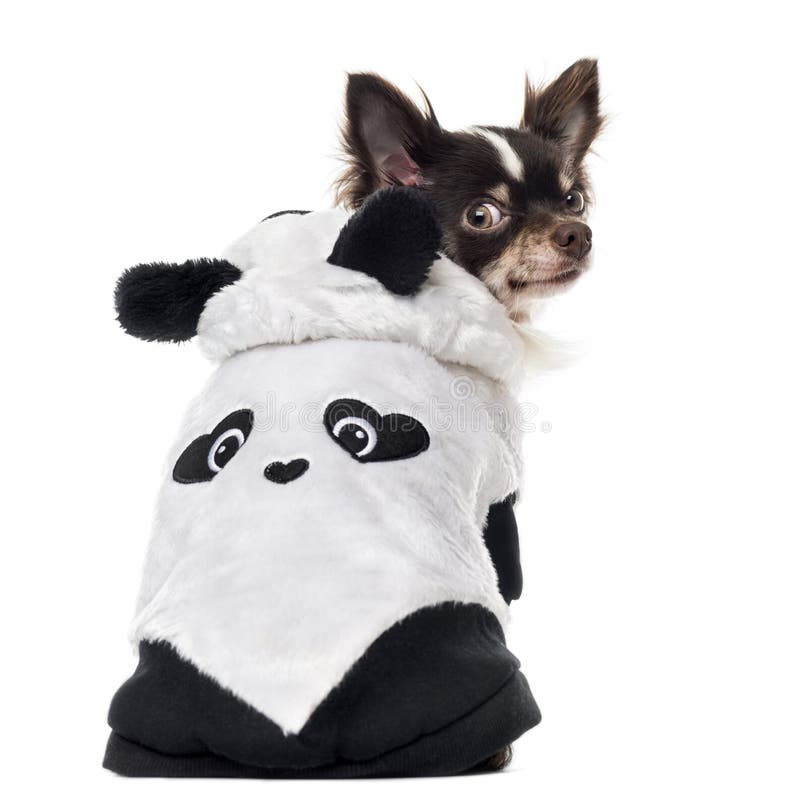 Back View of a Dressed Chihuahua Stock Photo - Image of studio, cute ...